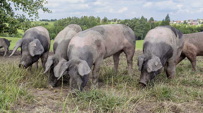 BESH: Mehr als nur Haltungsstufe - Fleischnet.de